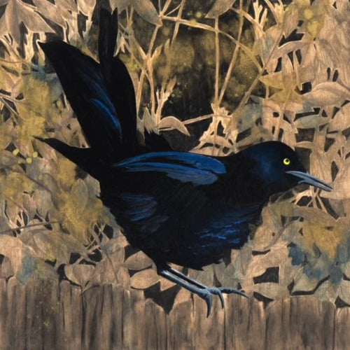 Eclipse Grackle #19 - Carly Weaver - 24 x 24" Print - Austin Art Garage