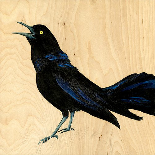 Grackle #36 - Carly Weaver - 8 x 8" - Austin Art Garage